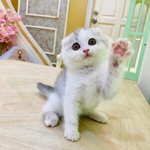 Meowshop Cattery – Jual Kucing Aneka Ras